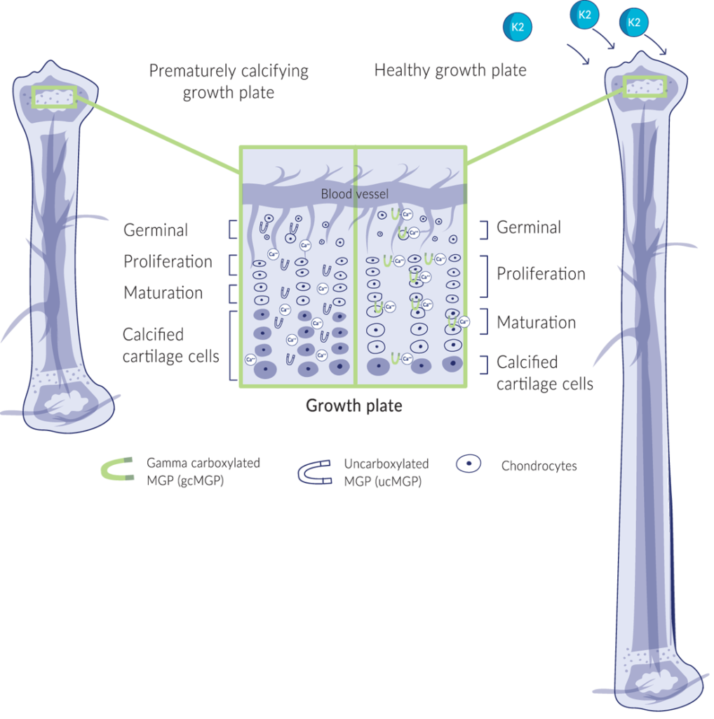 bone-calcification | vitamink2.ca